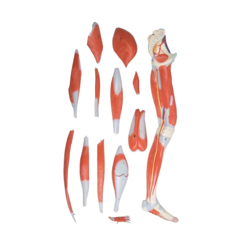 Erler-Zimmer Leg Muscle Model (13 Parts) - LabWorld.co.uk